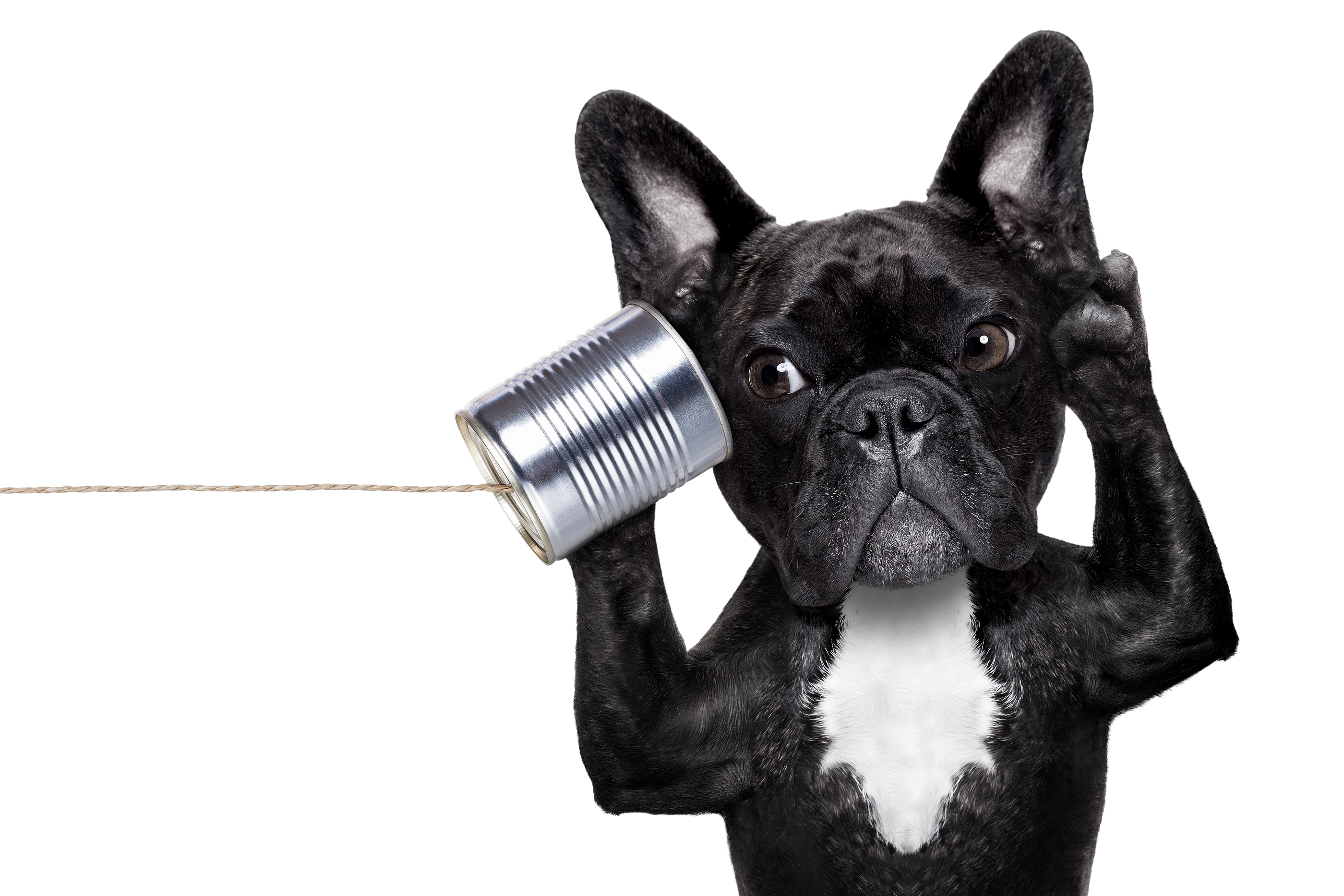 How to Conduct a Survey – Deploying the Survey | NBRI